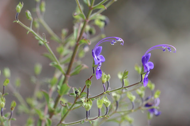 Native Florida Wildflowers: Blue Curls - Trichostema dichotomum