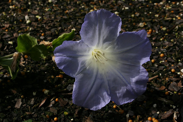 Native Florida Wildflowers: Scrub Morning Glory - Bonamia grandiflora