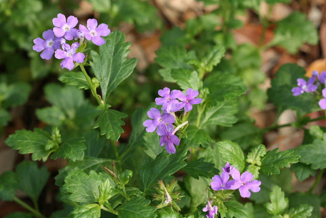 Native Florida Wildflowers: Beach Verbena - Glandularia maritima