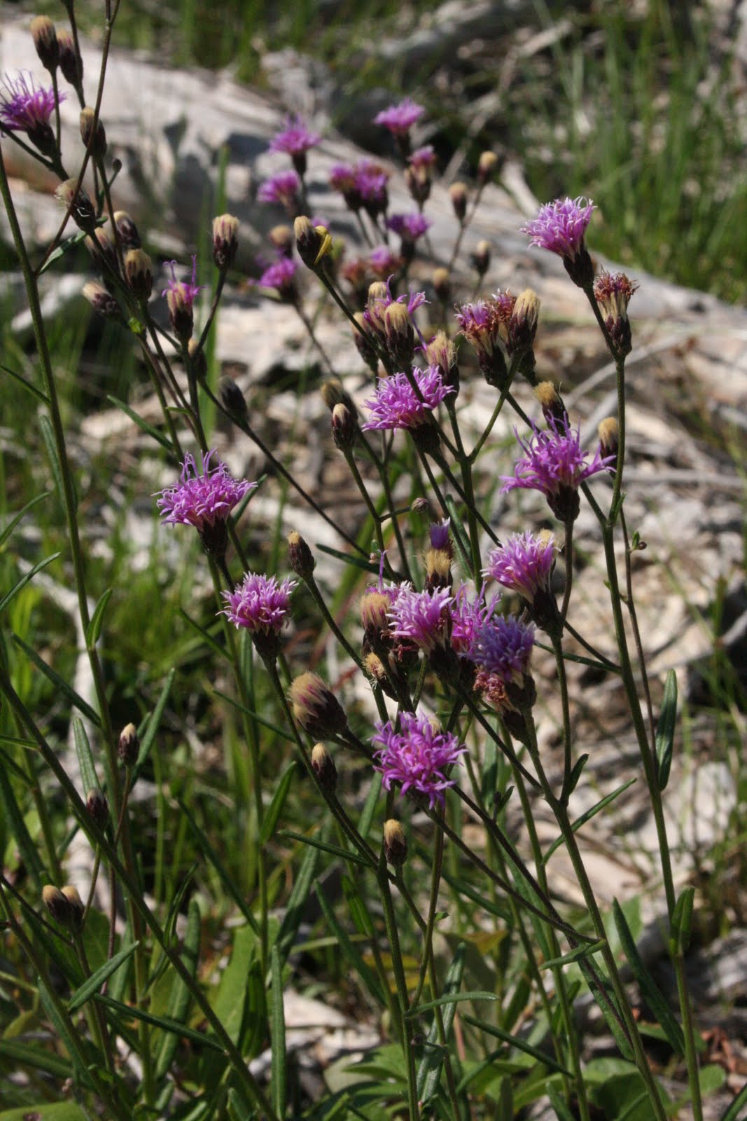 Native Florida Wildflowers: Common Ironweed - Vernonia angustifolia