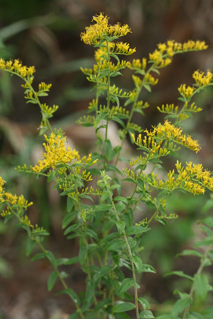 Native Florida Wildflowers: Chapman's goldenrod - Solidago odora var ...