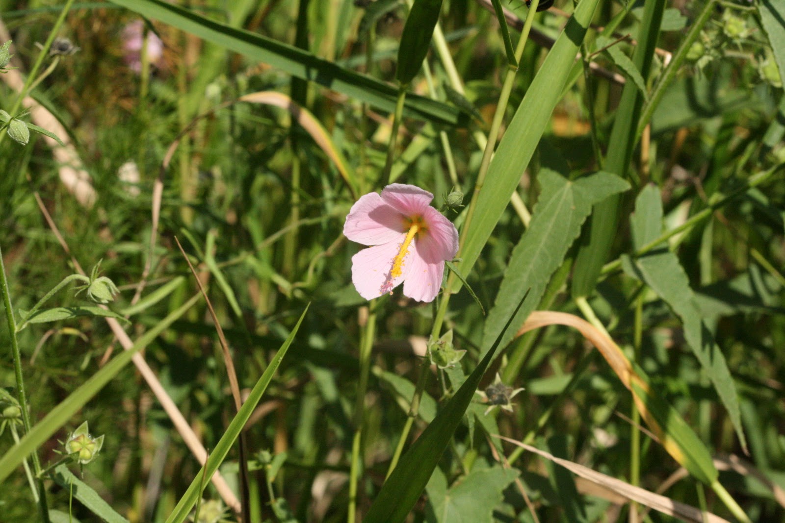Native Florida Wildflowers: Saltmarsh Mallow - Kosteletzkya pentacarpos