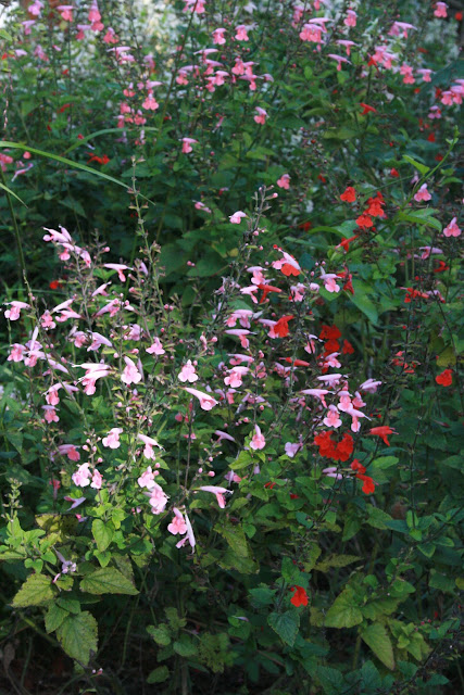 Native Florida Wildflowers: Scarlet Sage - Salvia coccinea