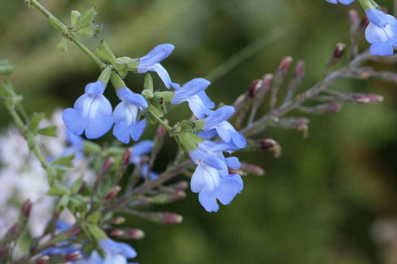 Native Blue Salvia