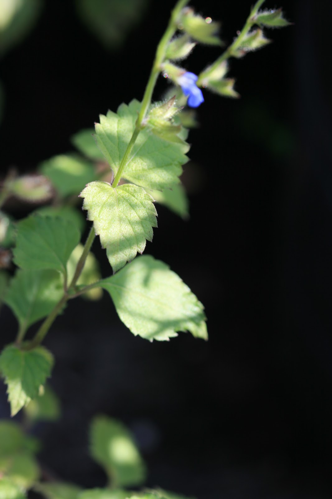 Native Florida Wildflowers: Southern River Sage - Salvia misella (Syn ...