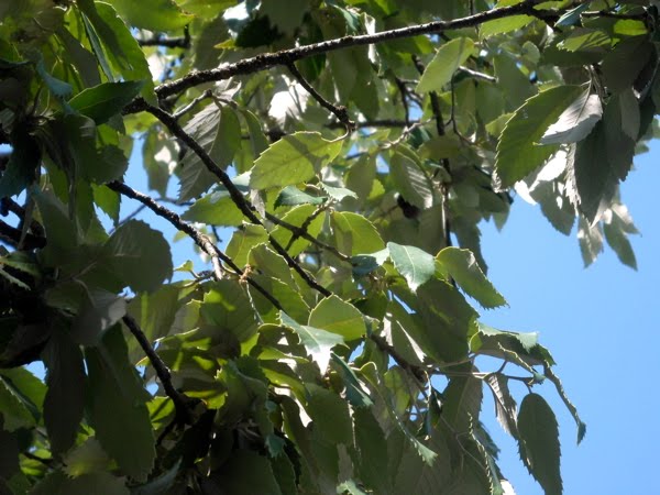 Chai Chats with the Eichers: Trees of Landour, Mussoorie