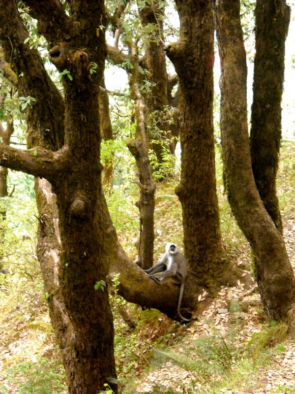 Chai Chats with the Eichers: Trees of Landour, Mussoorie