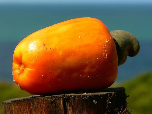 Litoral do Piauí: CAJU E SEUS DERIVADOS