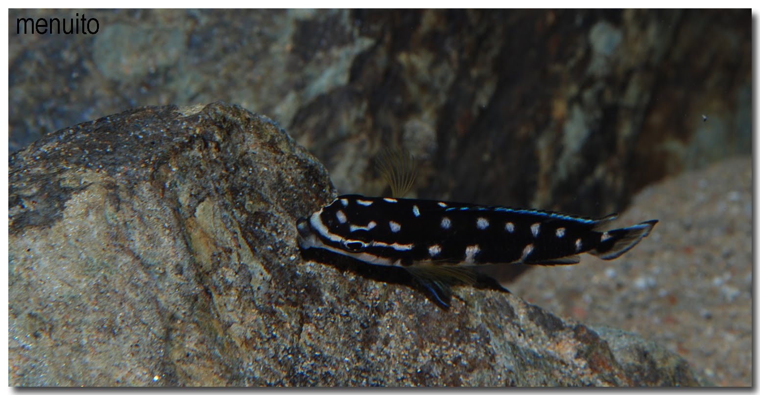 Lake Tanganyika: Julidochromis Transcriptus "Bemba"