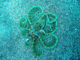 Everything Octopus: Green Octopuses for St. Patrick's Day!