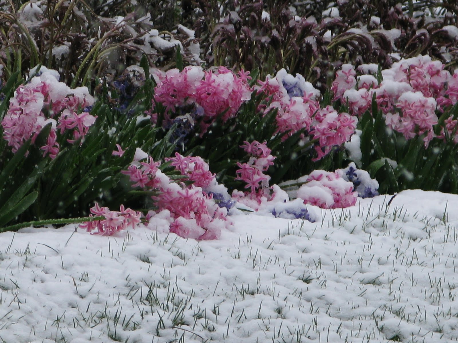 KoffeeBean: APRIL SNOW!