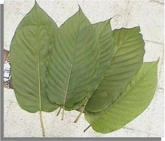 ROCKER KAMPUNG: KESAN KETUM