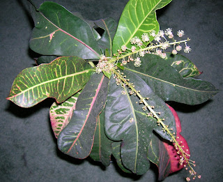 My Little Corner of the World: THE "BABY" CROTON