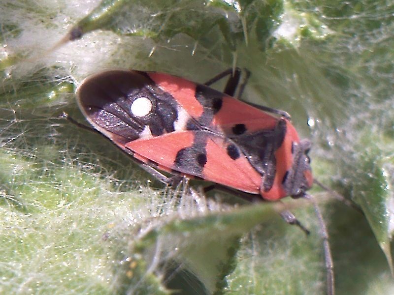 Fotolistado entomológico de Benimamet: Lygaeus equestris (Linnaeus, 1758)