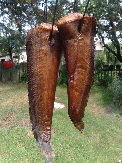 Przepisy na ryby - blog wędkarski: Sum wędzony po wiejsku - przepisy na ...