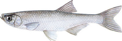 Wędkarski - blog wędkarski, wędkarstwo: Ukleja - atlas wędkarski - ryby ...