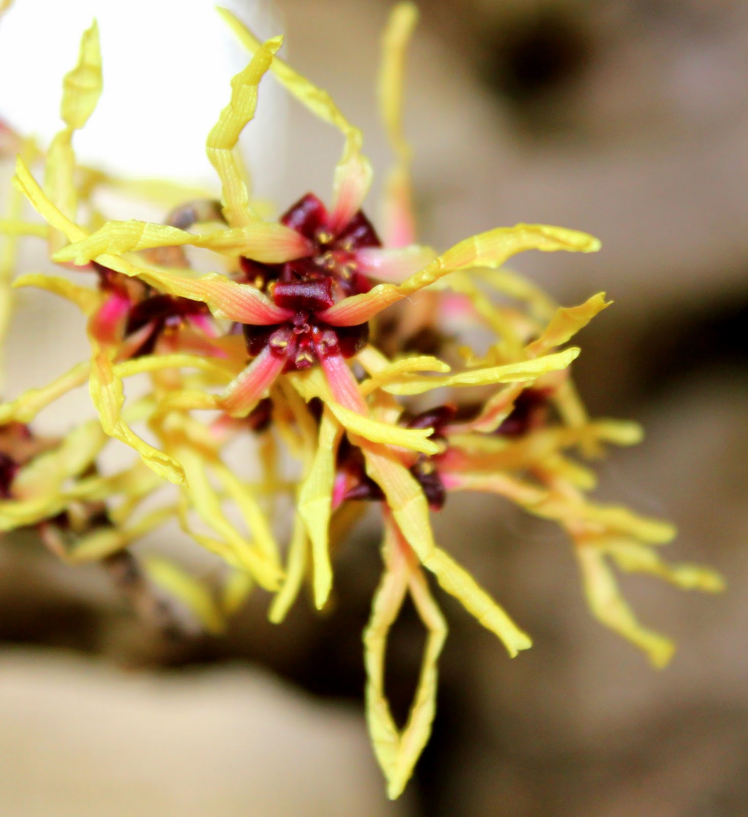 Between Chicago and India: Day 97 : Japanese Witch Hazel