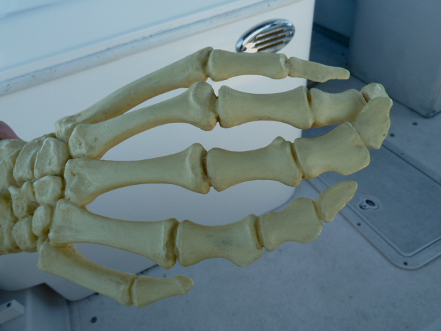 Where's Eldo?: Mama Mia! Manatees! Lots of 'em!