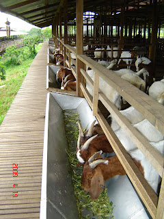 Permata Hijau Agro: Kursus Ternakan Kambing Pedaging