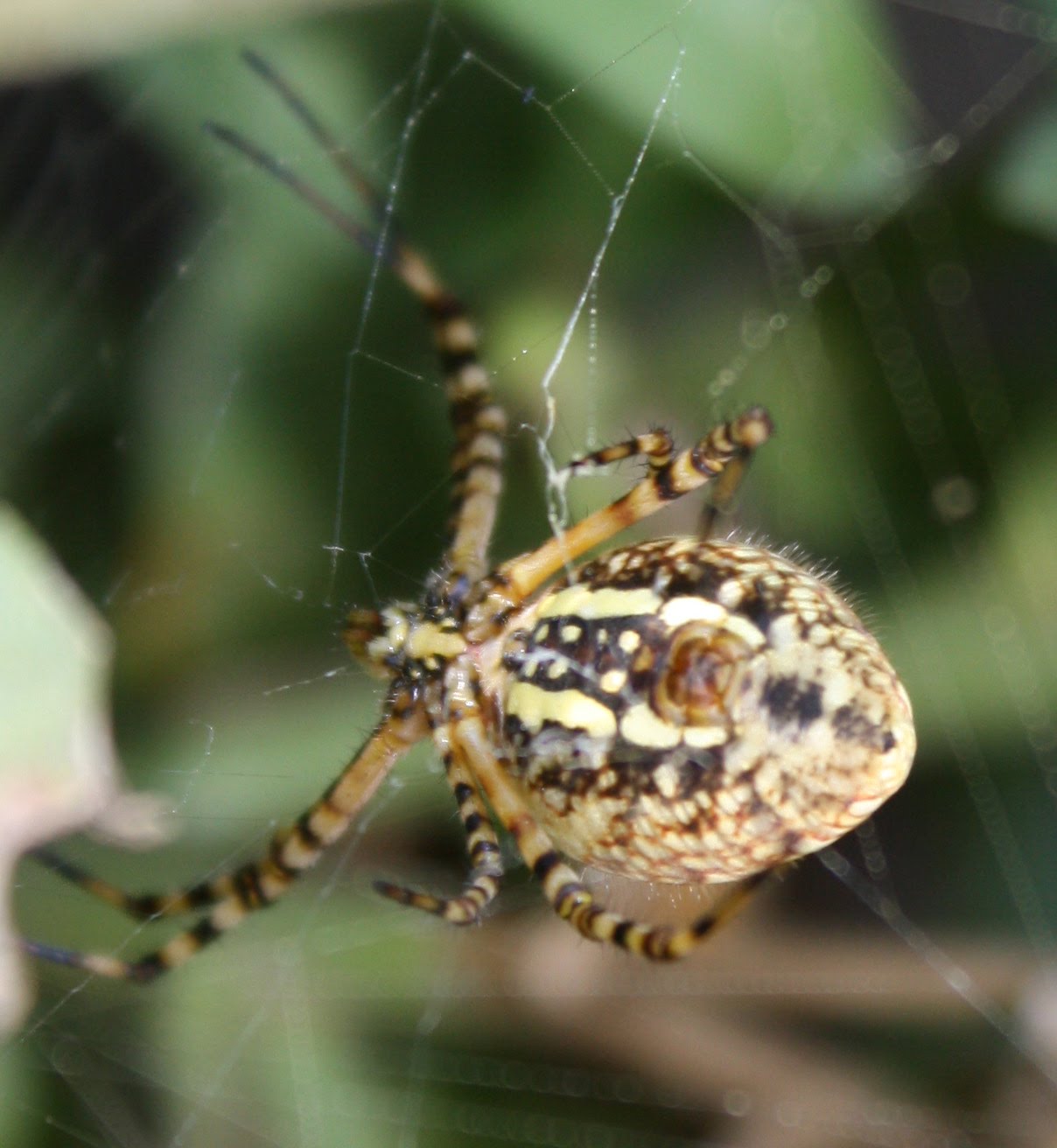 Living and Dyeing Under the Big Sky: Banded Garden Spider