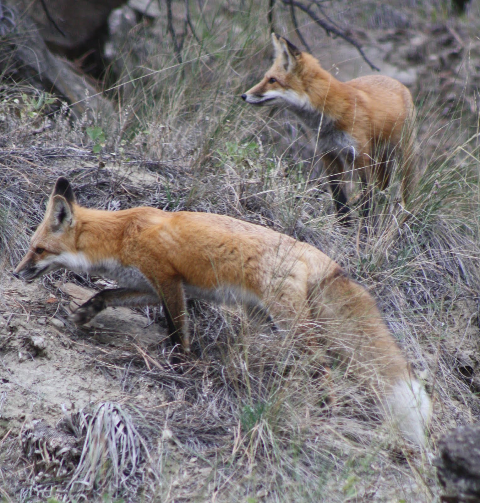 Living and Dyeing Under the Big Sky: Red Fox Pair