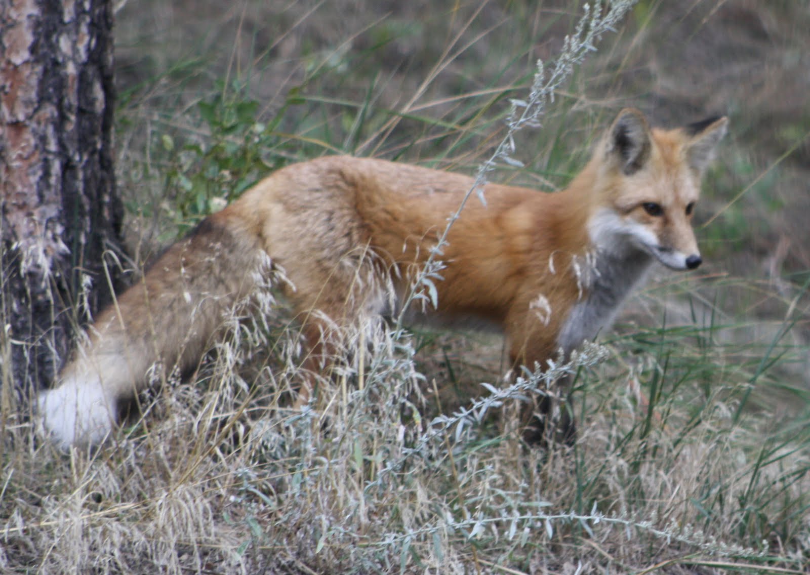 Living and Dyeing Under the Big Sky: Red Fox Pair