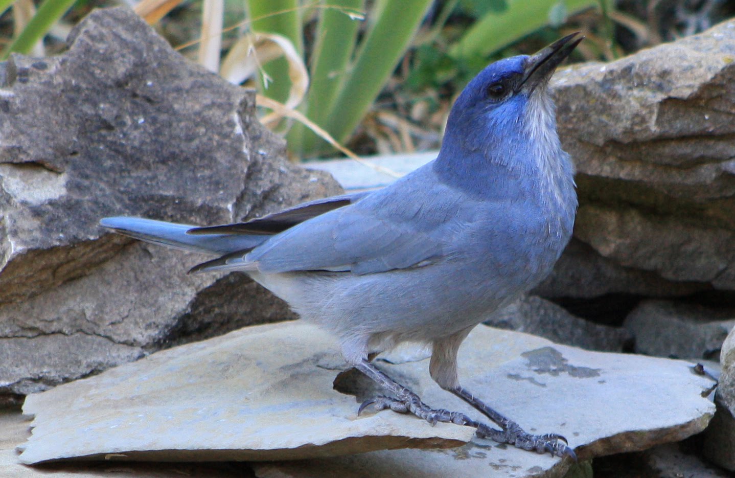 Living and Dyeing Under the Big Sky: Pinion Jay