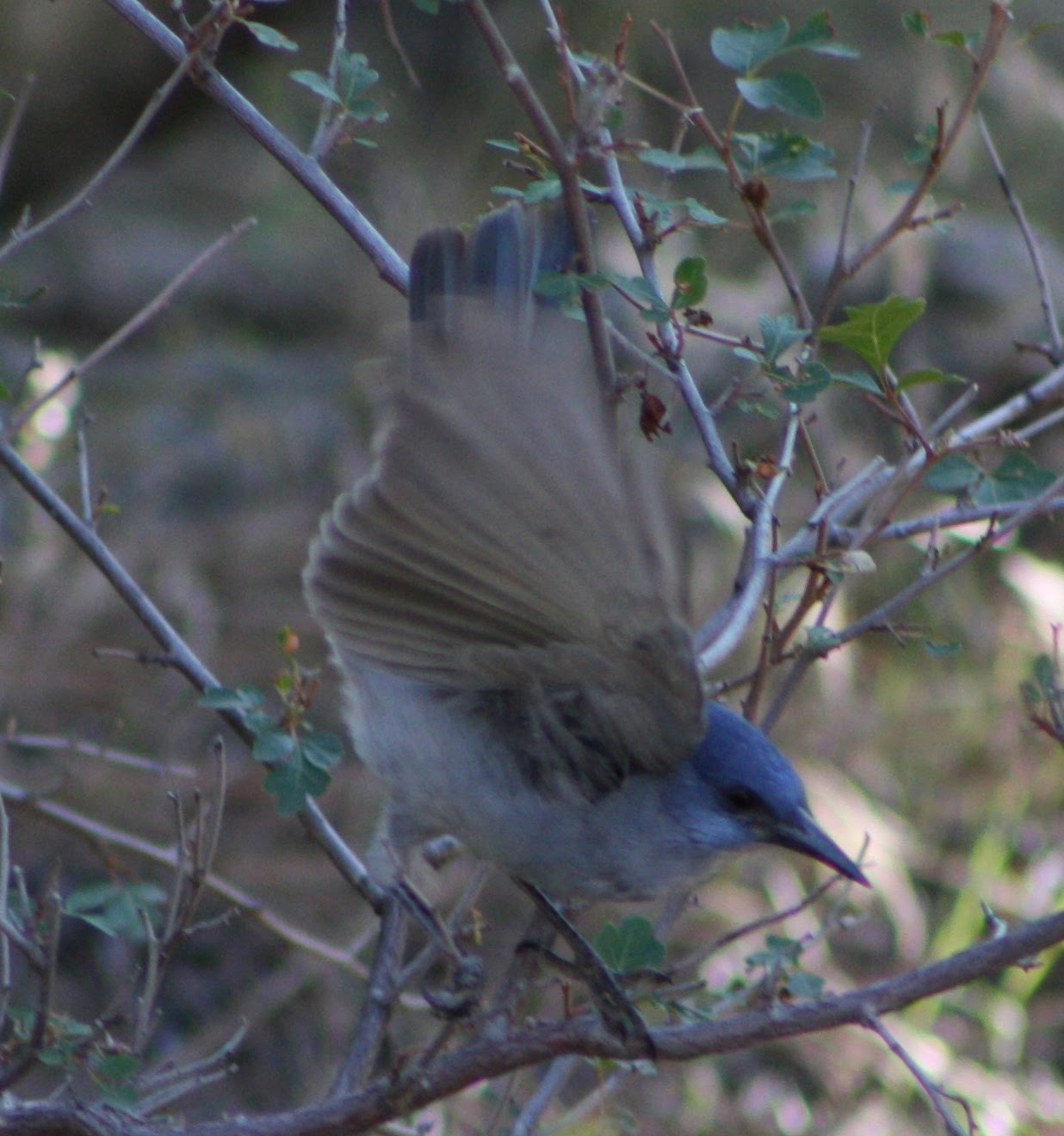 Pinion Joint Bird at Angela Rich blog