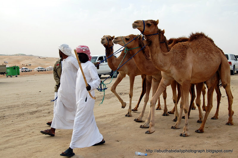 Abu Dhabi Daily Photograph - Get the BIGGER picture: Synchronized Camel ...