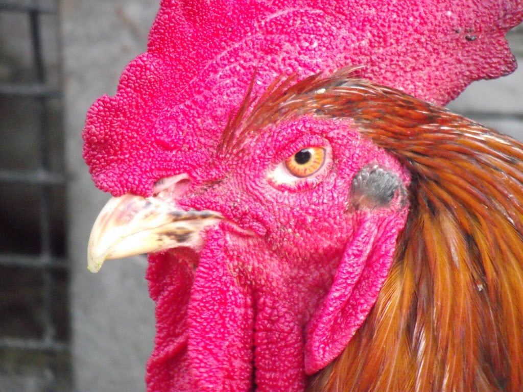 A Year in India: Psychedelic Chicken