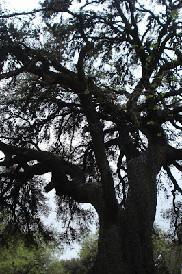 Life is Full of Beauty. Notice It.: The wonder is that we can see these ...