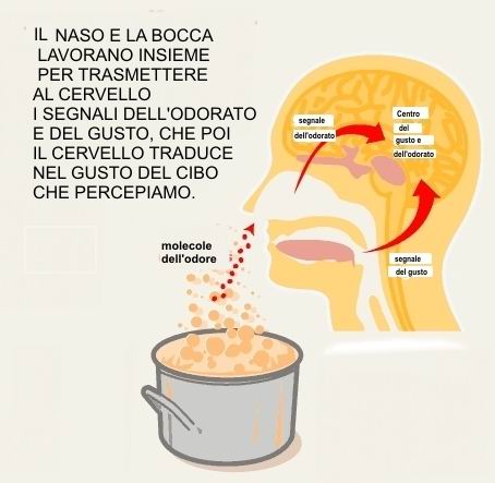 Olistica e dintorni: IL GUSTO