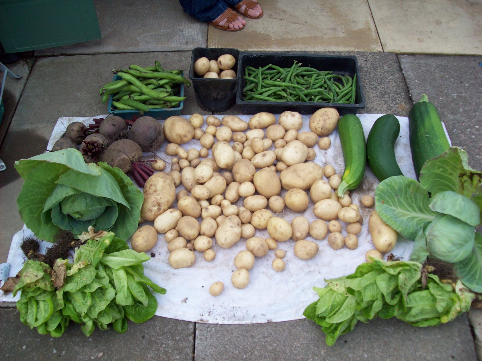 Growing Family Trees and Vegetables: Our first crop of vegetables, not ...