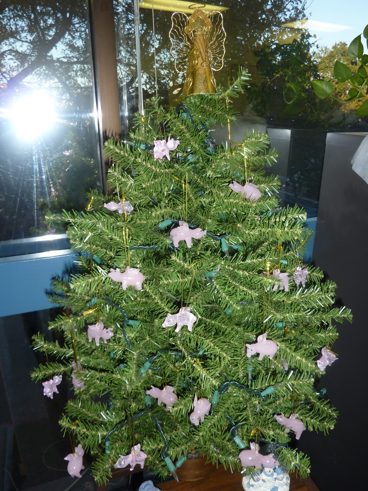 A Few of My Favorite Things: Pickles and Pig Trees