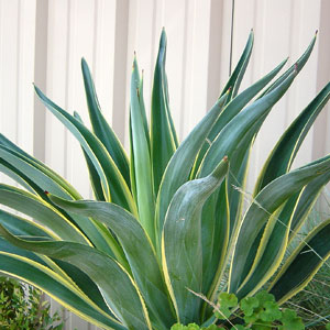 Natural = Saludable: LAS MARAVILLAS DEL MAGUEY