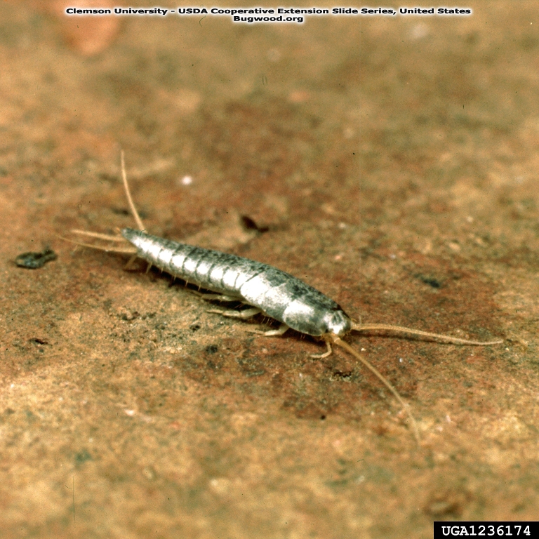 Bichinho-de-prata (Lepisma saccharina) - Notícias do Gil