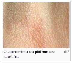 048 Histología - conocimientos.com.ve: EL SENTIDO DEL TACTO