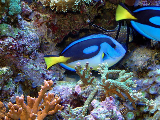 Aquarium Fish Magazine: About Botana Fish