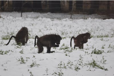 Stories from Blue Hill Escape: How to Catch a Baboon.