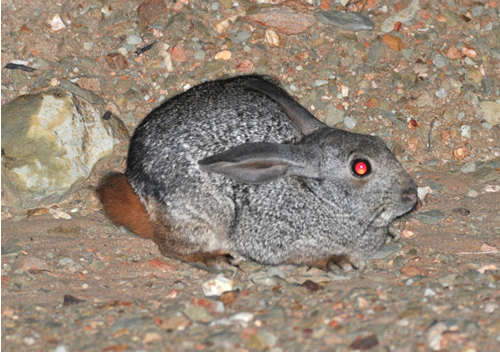 Stories from Blue Hill Escape: Rabbiting on about a Hare-y experience.