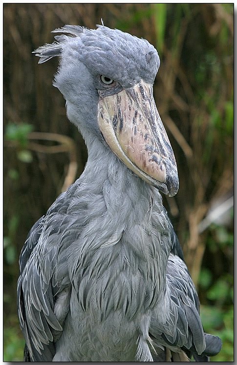 Shoebill stork meme - statunlimited