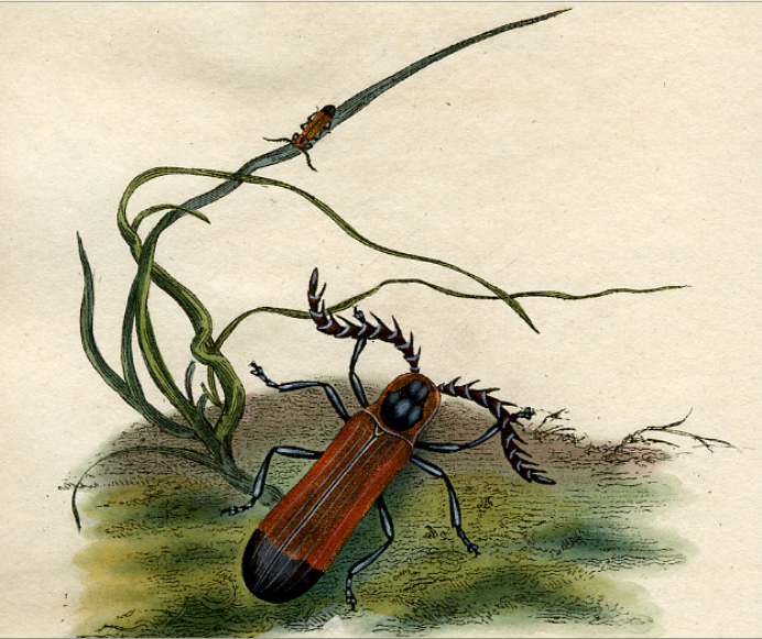 BOOKTRYST: Petrified By Pests? Rare Books To Fuel Your Phobias