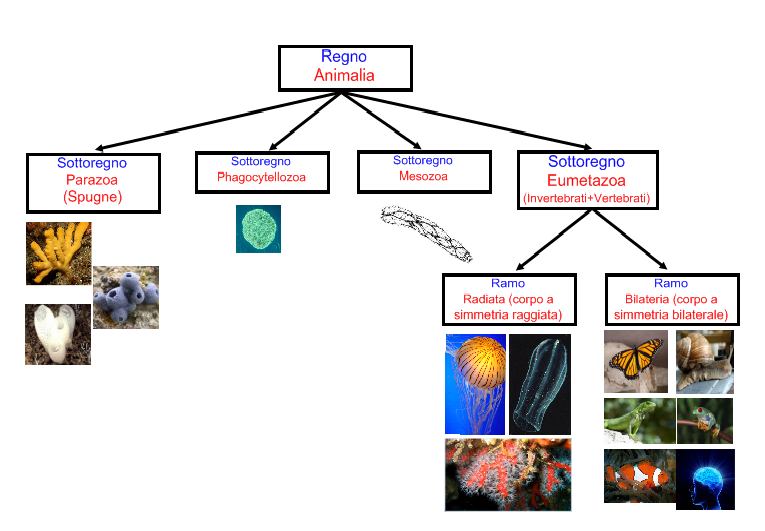 Nature & Maths: Le cause genetiche delle asimmetrie nel Regno animale
