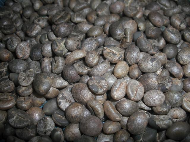 Kopi Premium: Proses Biji Kopi Luwak Menjadi Green Beans