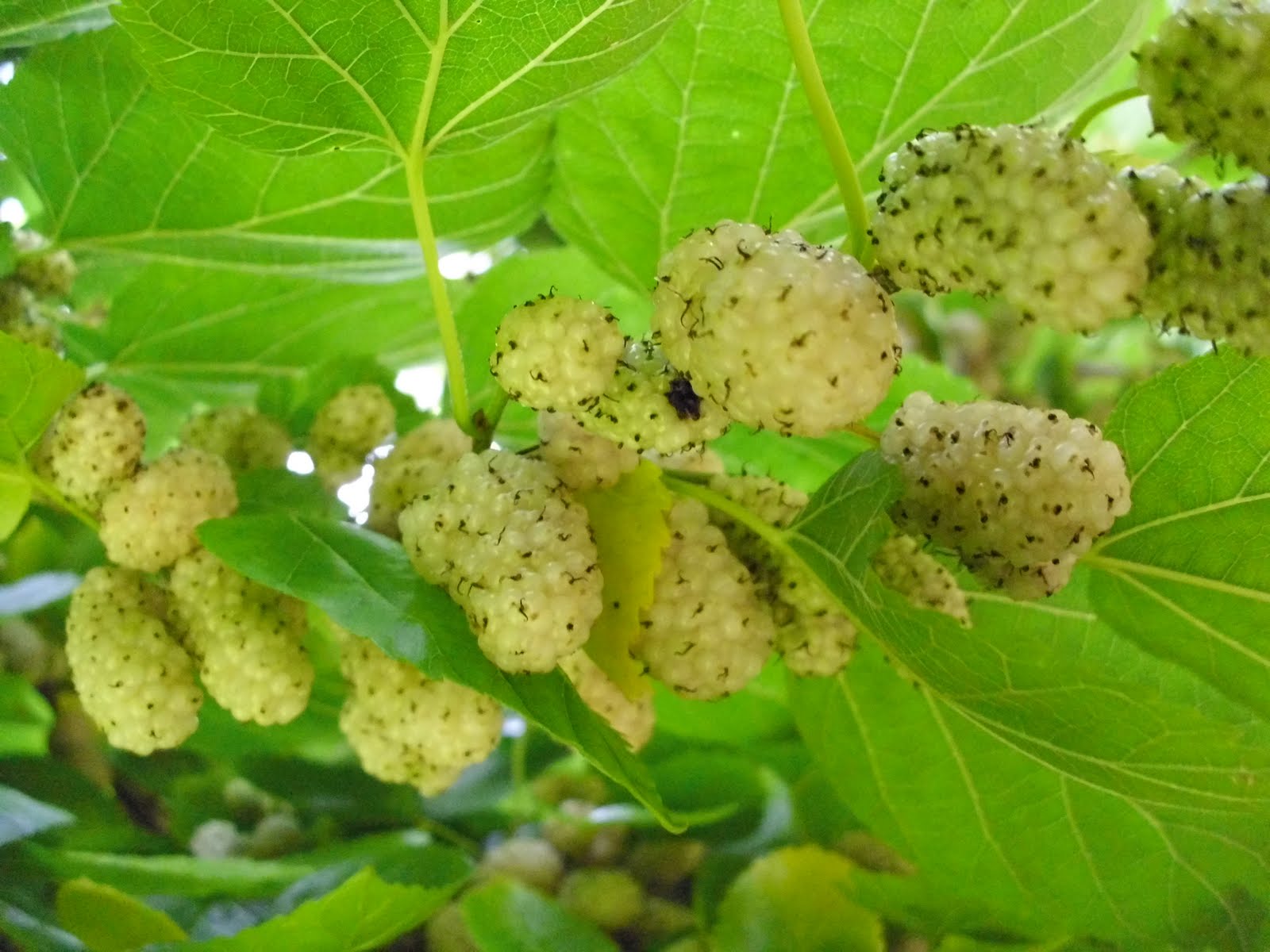 NATURALEZA VERDE DEL LEGOLAS: LAS MORERAS Y SUS MORAS