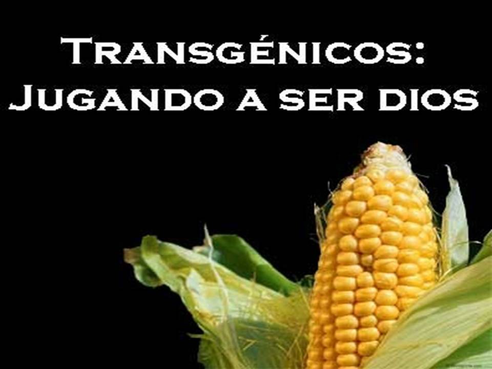 NATURALEZA VERDE DEL LEGOLAS: TRANSGENICOS ¿SON BUENOS?