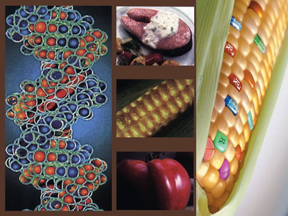 NATURALEZA VERDE DEL LEGOLAS: TRANSGENICOS ¿SON BUENOS?