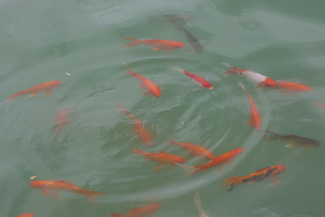 MADRID 2: Peces lago del Retiro