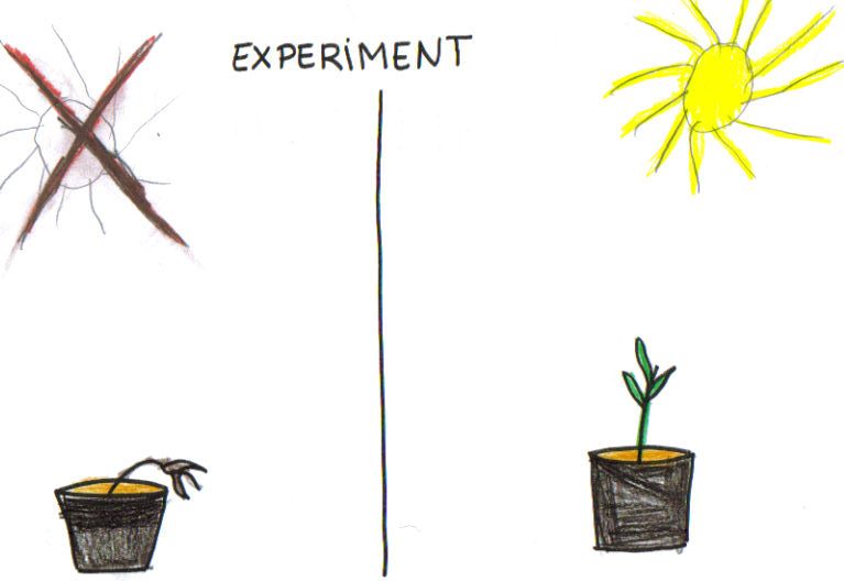 EXPERIMENTOS EN EDUCACIÓN INFANTIL: PLANTAR