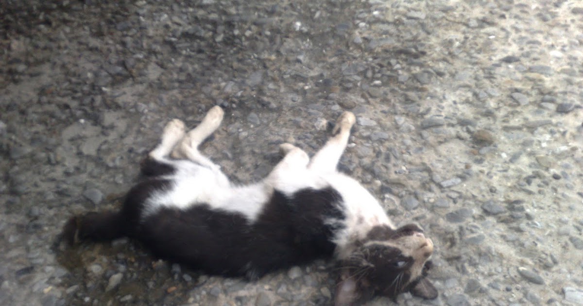 12+ Baru Gambar Kucing Jalan